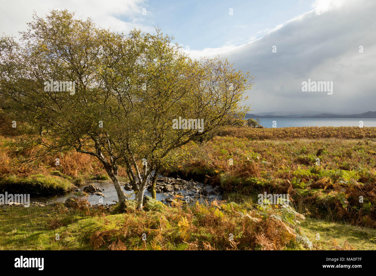 Green Tree in Wetlands in front of Lake Stock Photo - Alamy