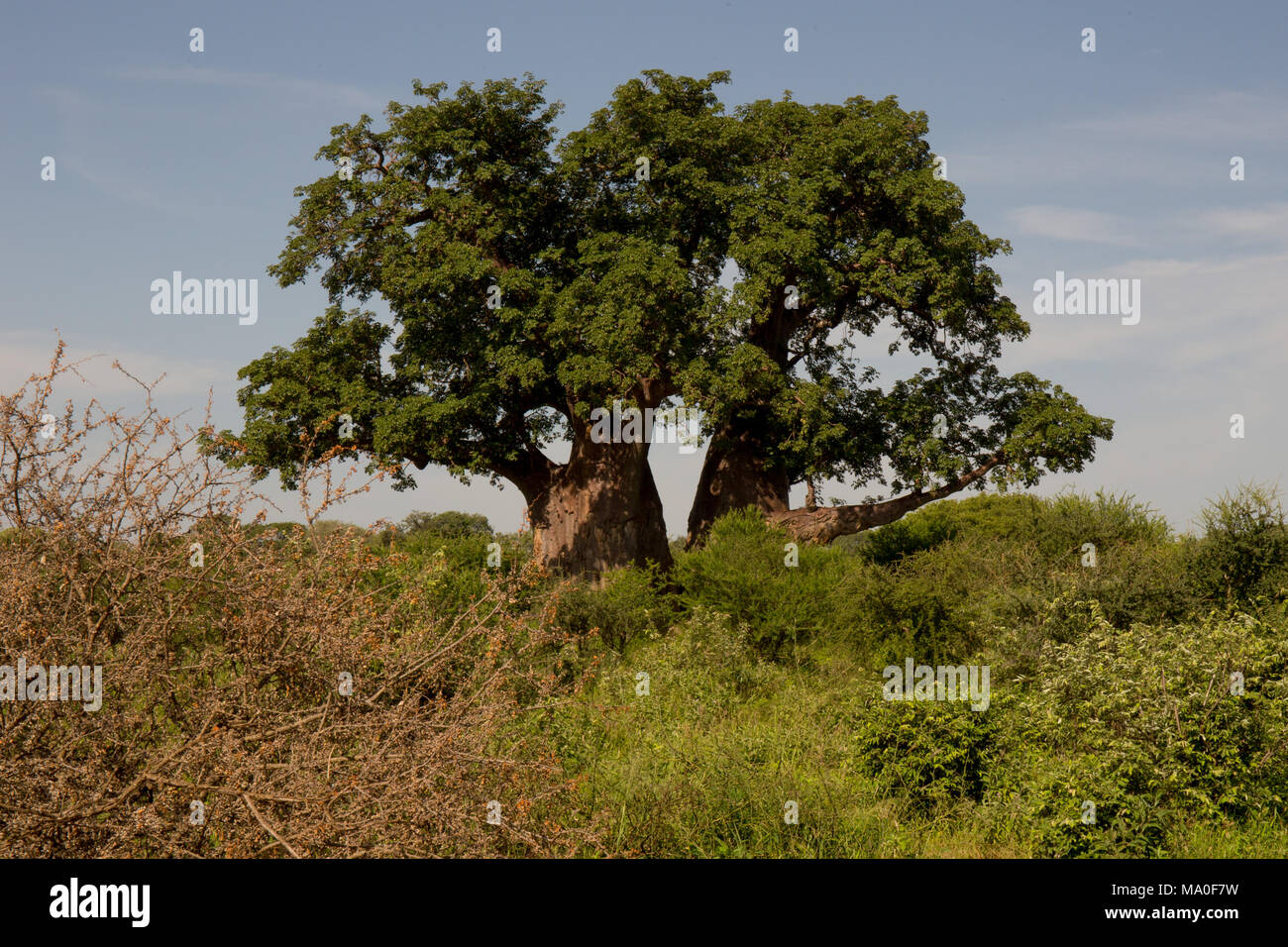 Baobab Tree in Front of Blue Sky in African Safari Park Stock Photo - Alamy