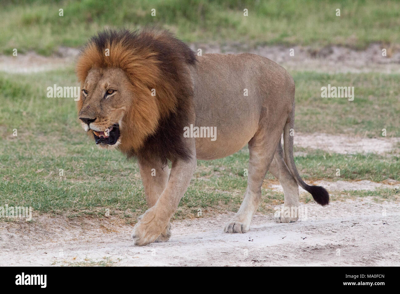 Big feet african lion panthera leo hi-res stock photography and images ...