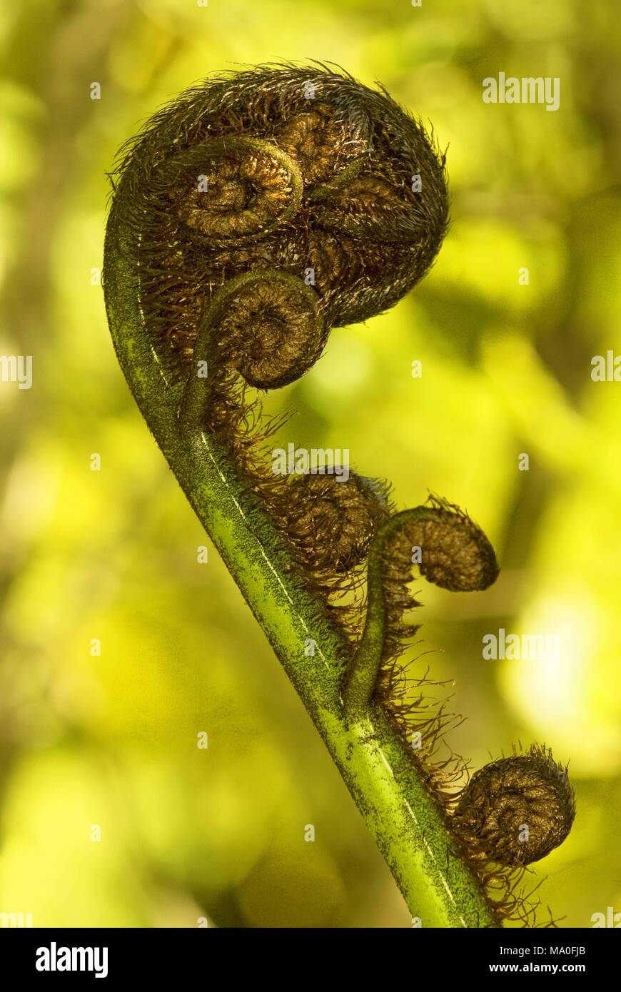 Koru spiral shaped unfurling silver fern fronds, Fiordland National ...