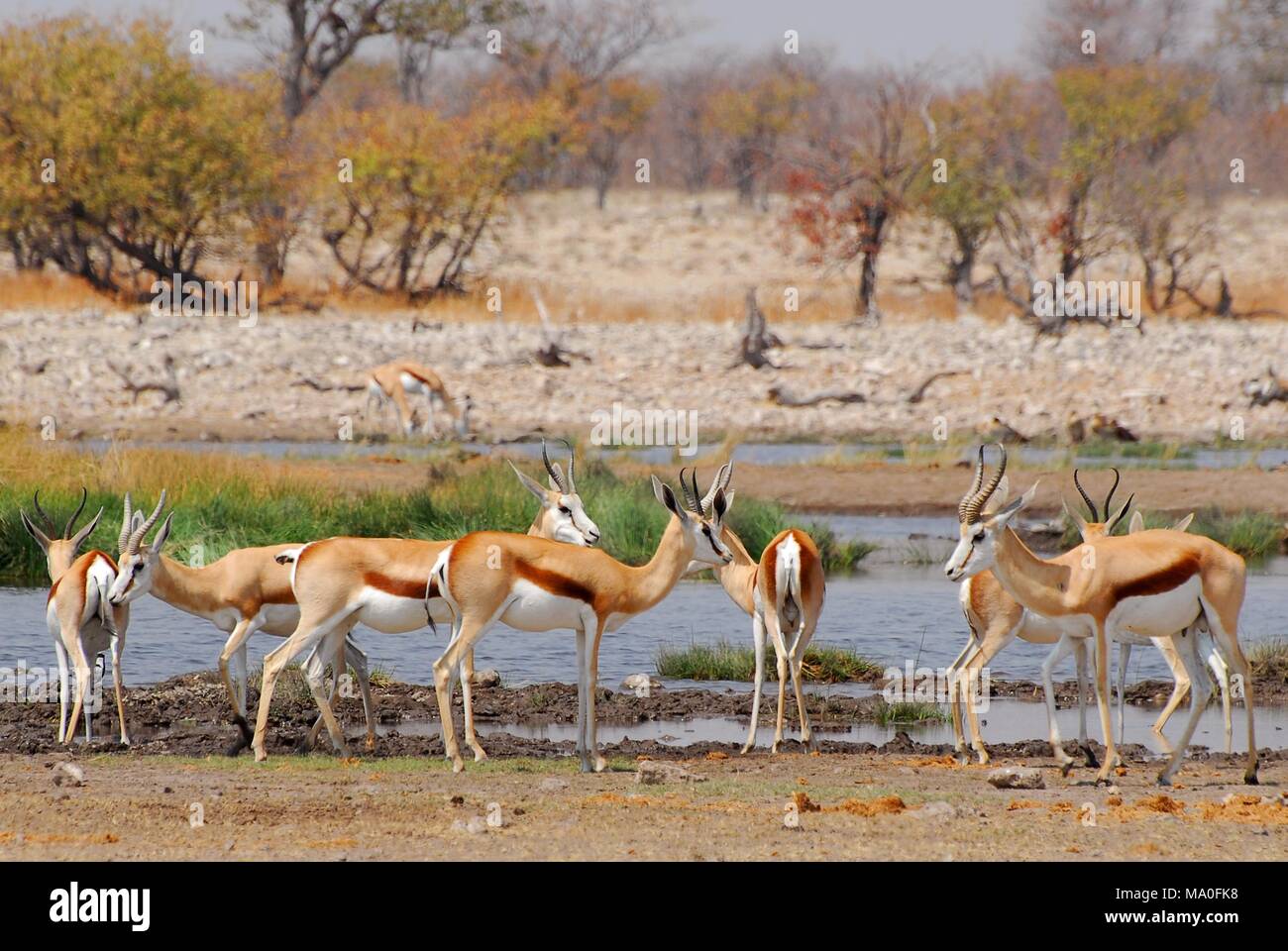 Springbok antelopes (Antidorcas marsupialis) in natural habitat, Etosha ...