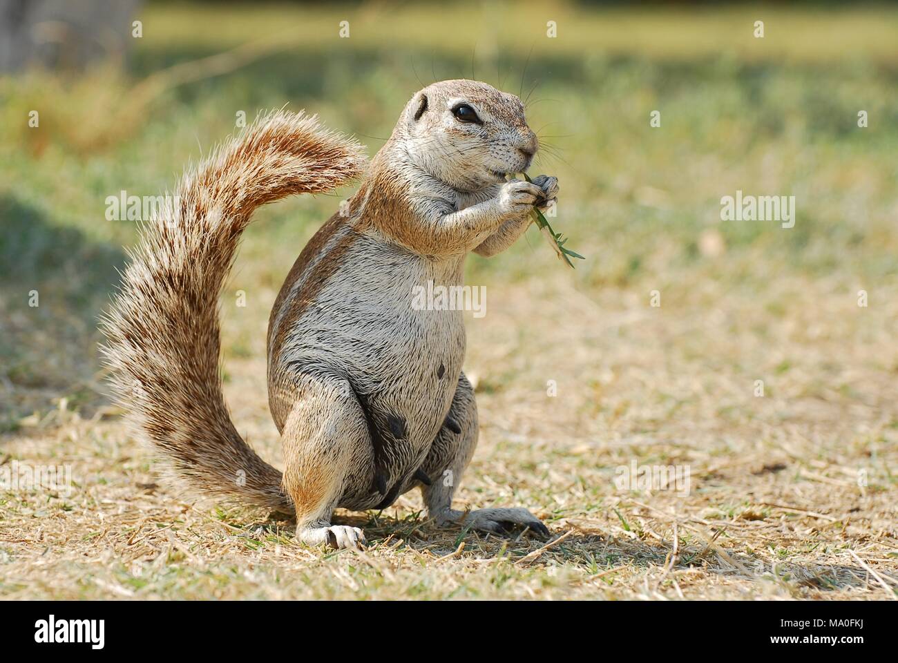 African ground squirrel eating grass, Botswana South Africa Stock Photo ...