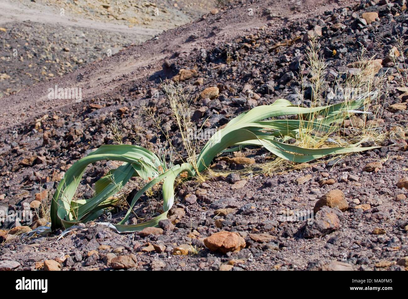 Welwitschia (Welwitschia mirabilis) plant growing in the hot arid Namib ...