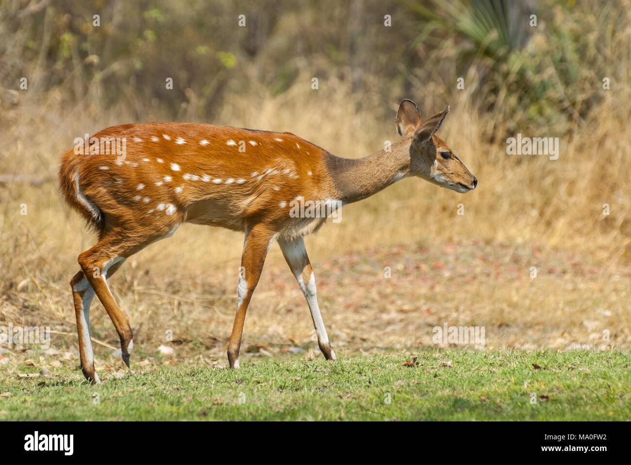 Female Imbabala or Cape bushbuck (Tragelaphus sylvaticus), Sandibe Camp ...