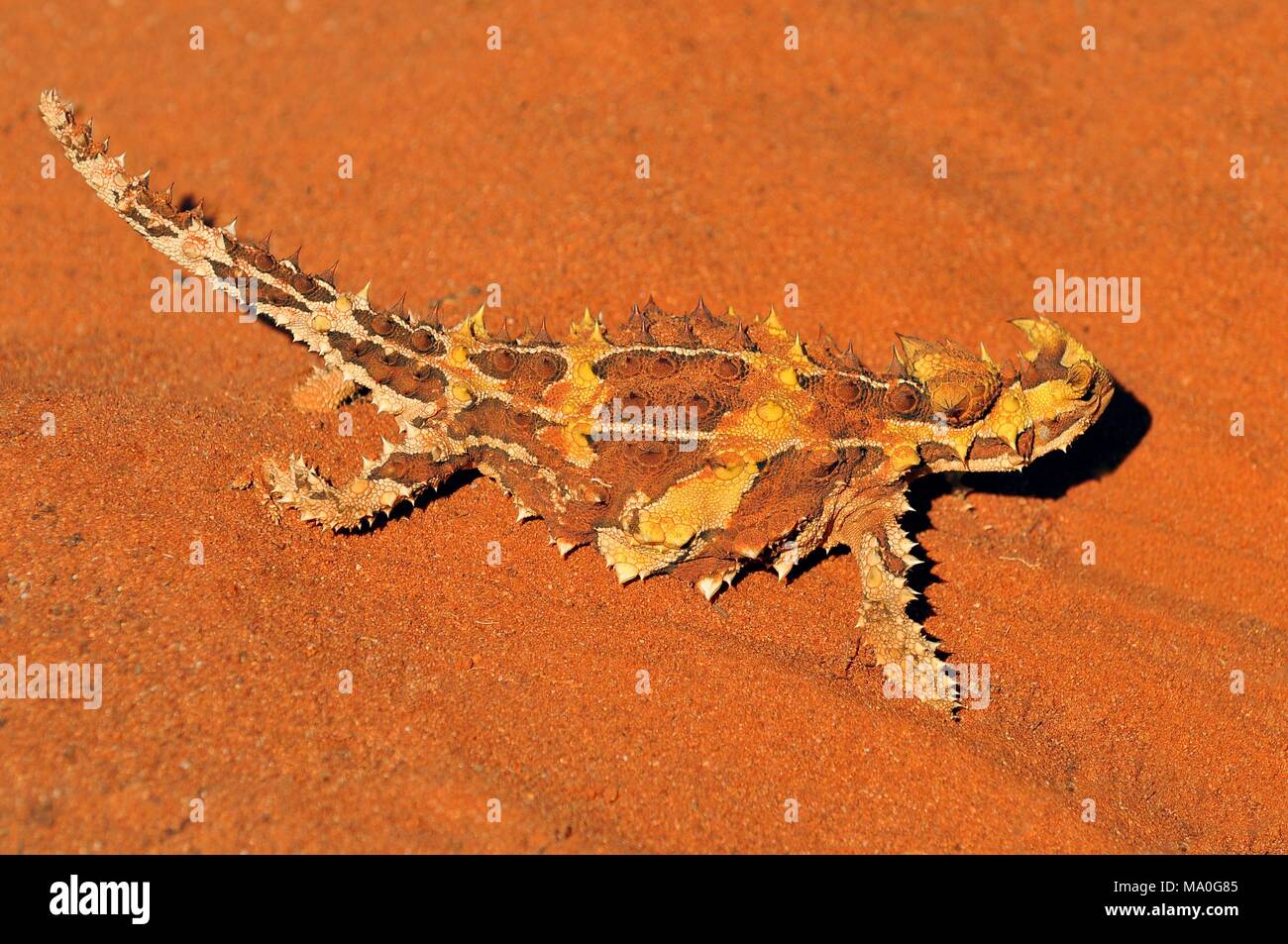 The thorny devil or thorny dragon (Moloch horridus) is an Australian ...