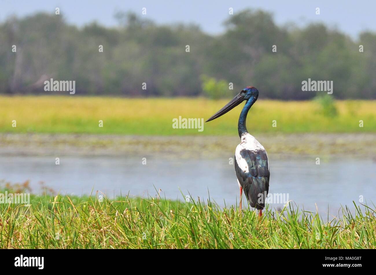 The black-necked stork (Ephippiorhynchus asiaticus) is a tall long ...