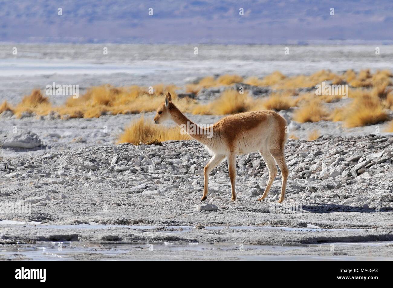 Wild Vicuna (Vicugna vicugna) at the Laguna Colorada, Altiplano ...