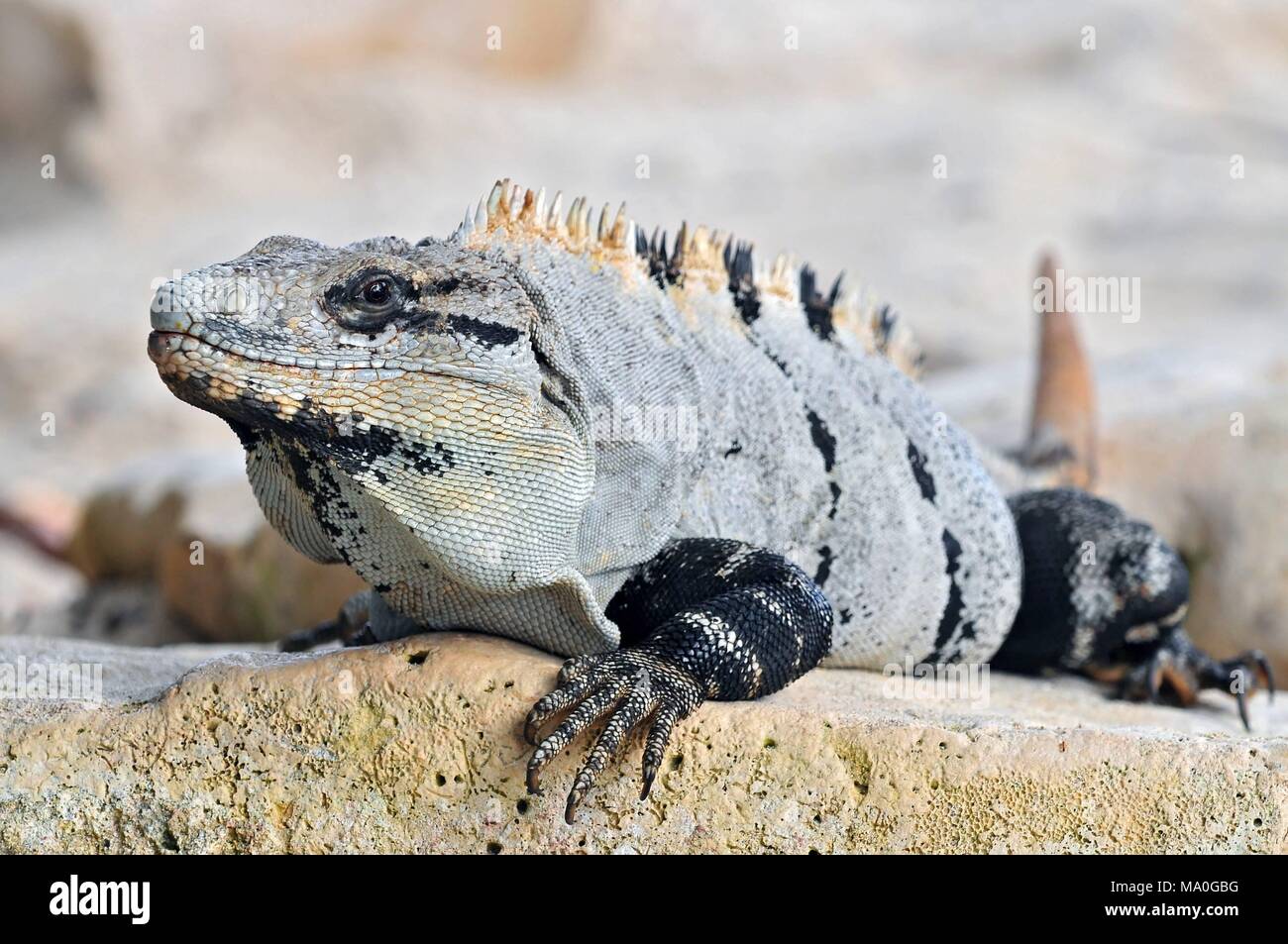 Ctenosaura similis, commonly known as the black spiny-tailed iguana ...