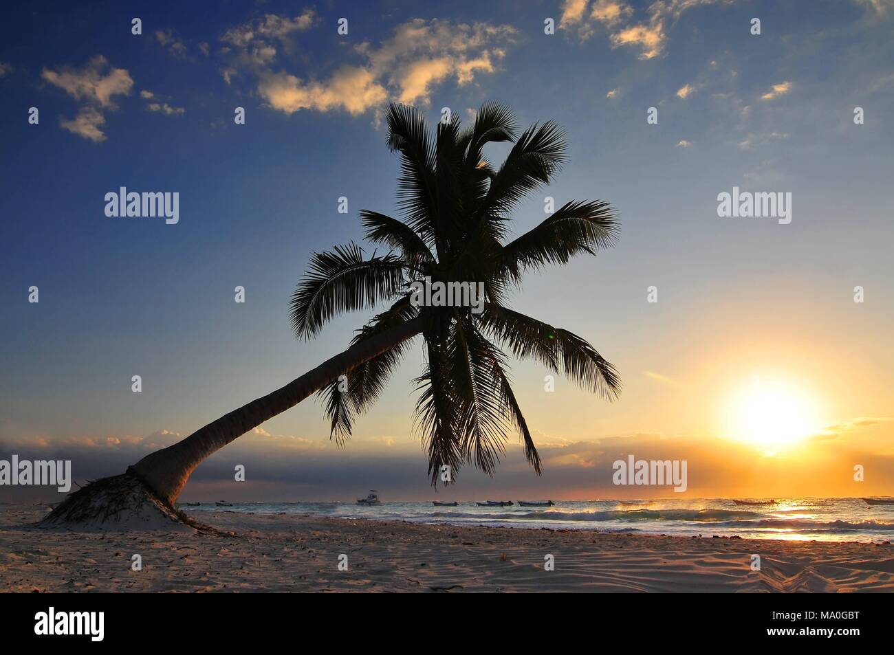 Tulum beach sunset and palm tree in Riviera Maya at Mayan Mexico Stock ...