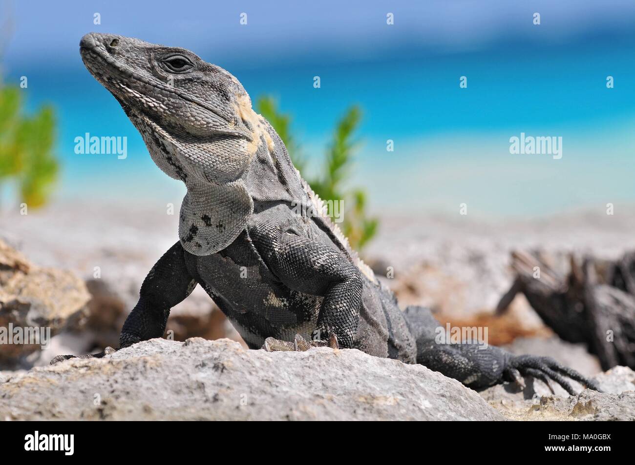 Ctenosaura similis, commonly known as the black spiny-tailed iguana ...