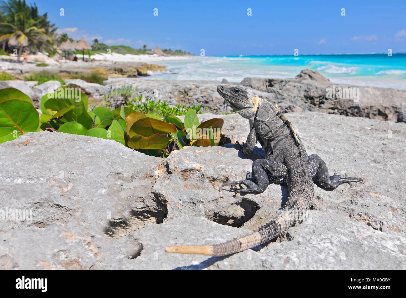 Ctenosaura similis, commonly known as the black spiny-tailed iguana ...