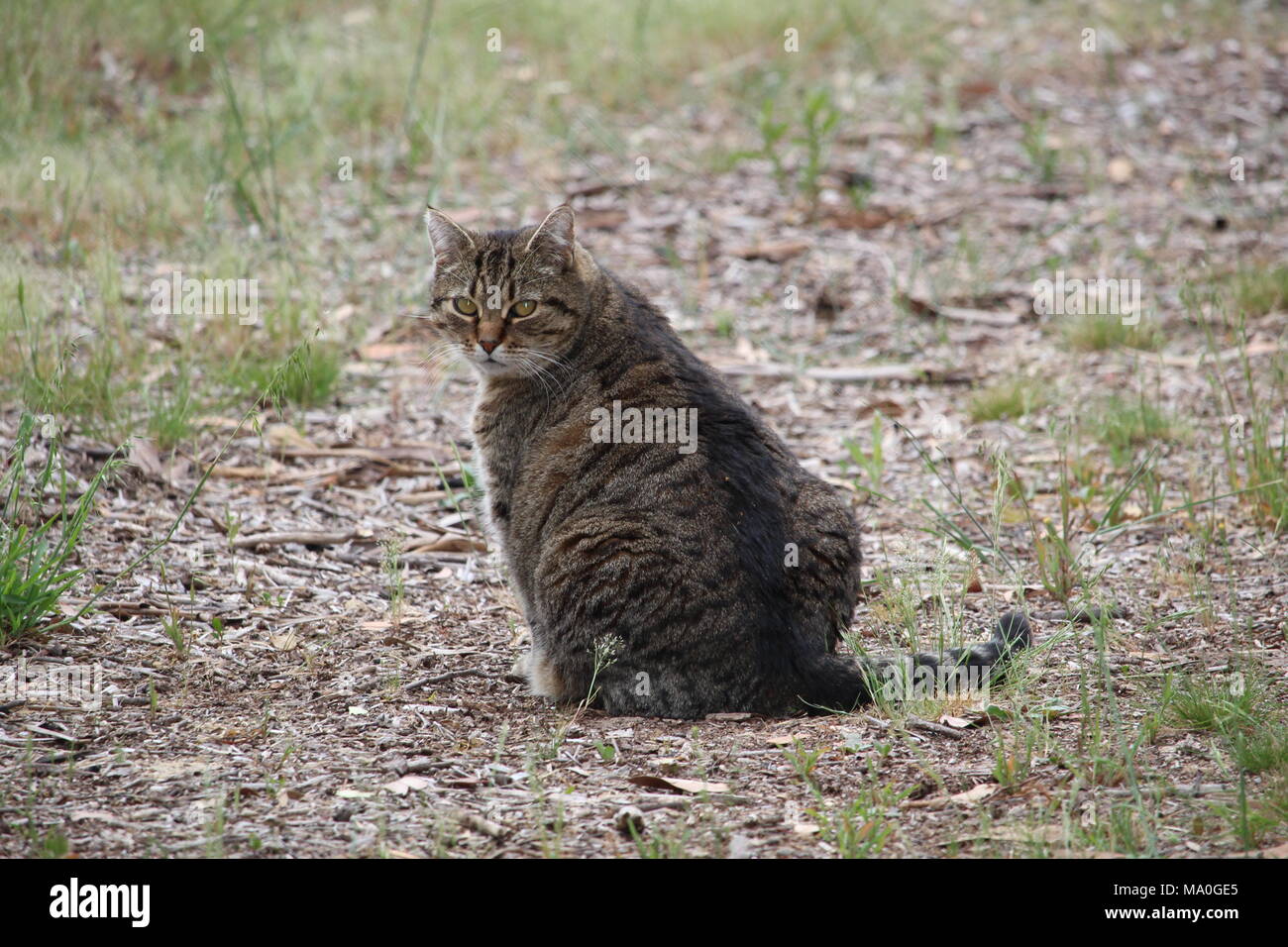 Large tabby cat hi-res stock photography and images - Alamy
