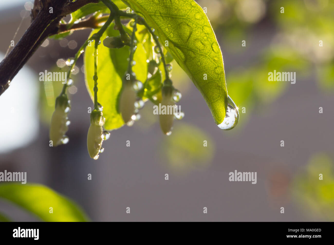 Sparkling water drop from green leaf Stock Photo - Alamy