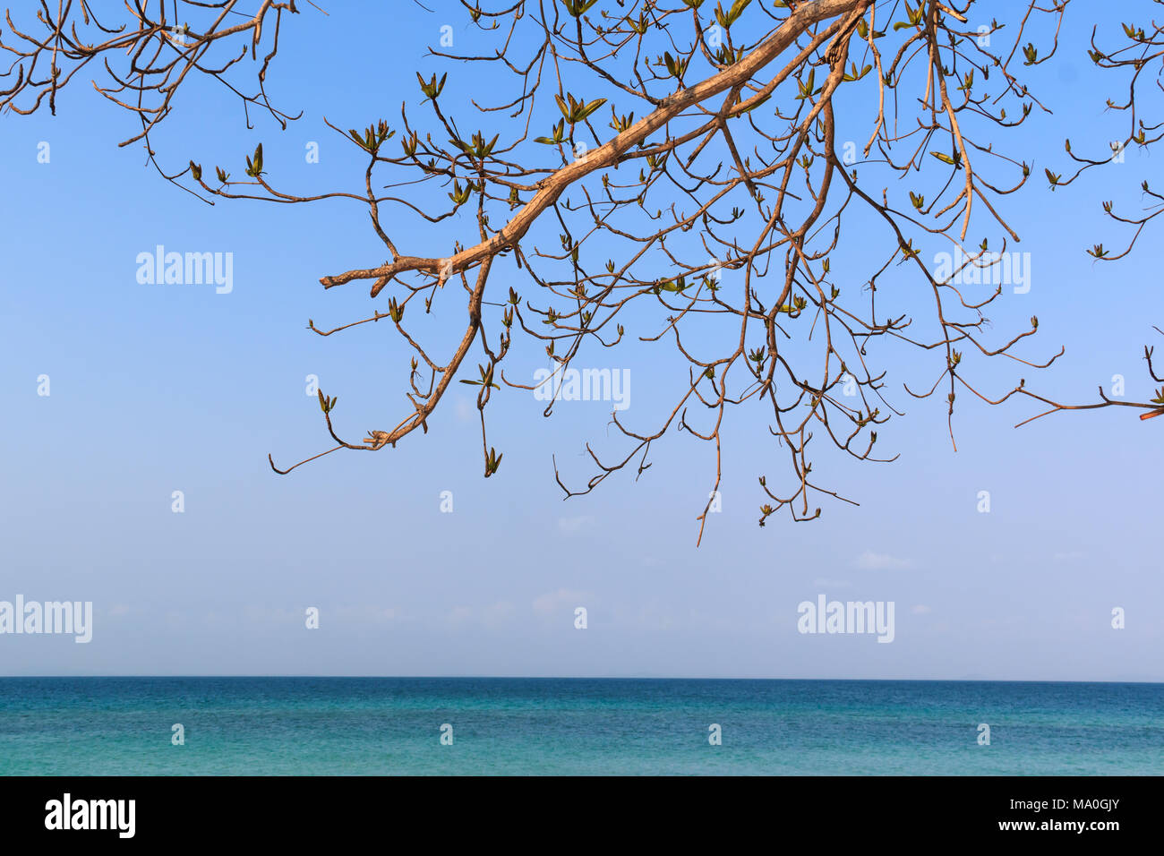 Leafless tree over blue sea Stock Photo - Alamy