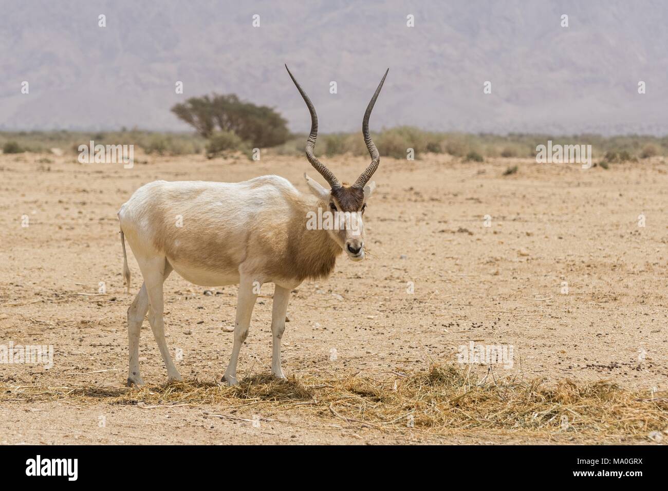 The white antelope, Addax nasomaculatus, also known as the screwhorn ...