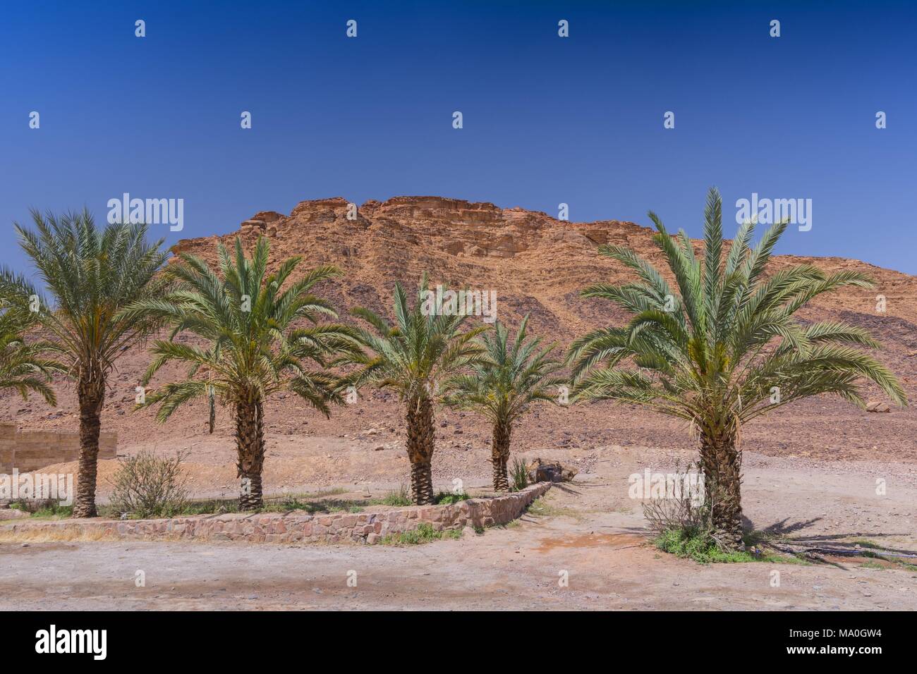 Oasis wadi rum jordan hi-res stock photography and images - Alamy
