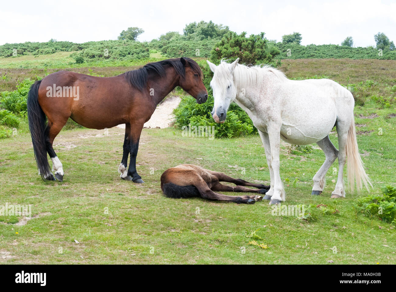 Ponies stand hi-res stock photography and images - Alamy