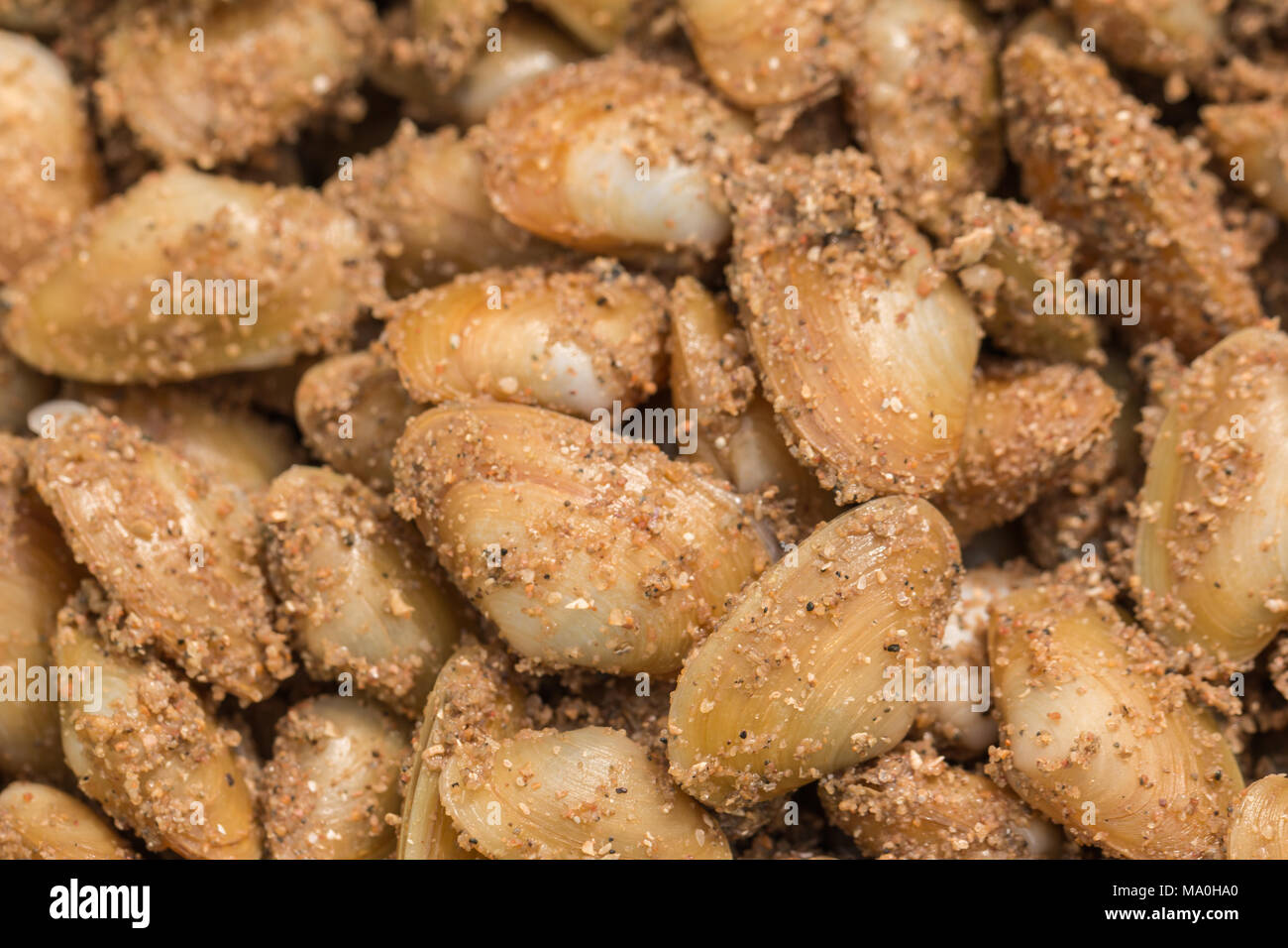 Banded wedge shell hi-res stock photography and images - Alamy