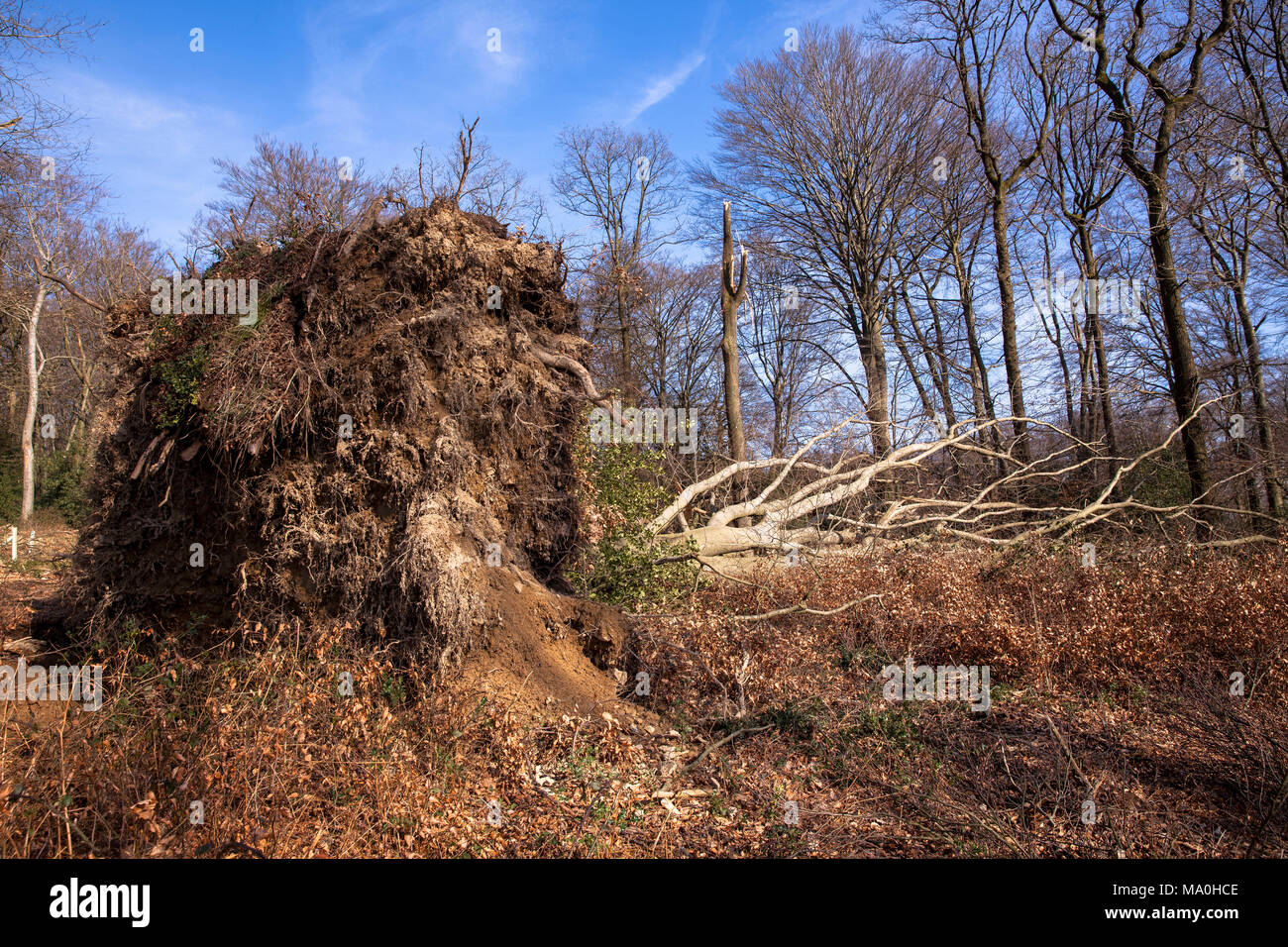 Germany, uprooted tree after hurricane Friederike in a forest at the ...