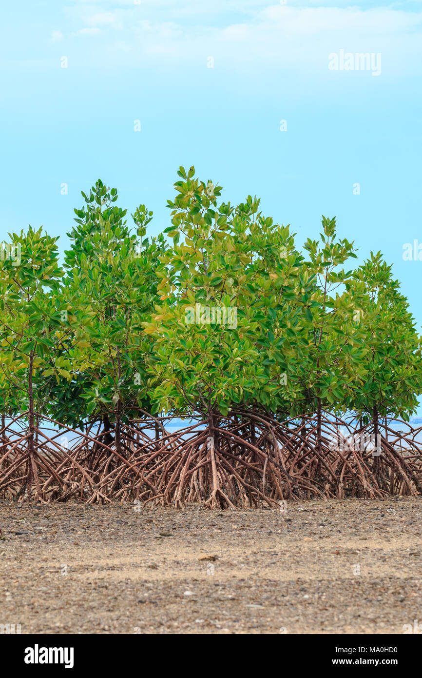 Mangrove trees on the beauty beach Stock Photo - Alamy