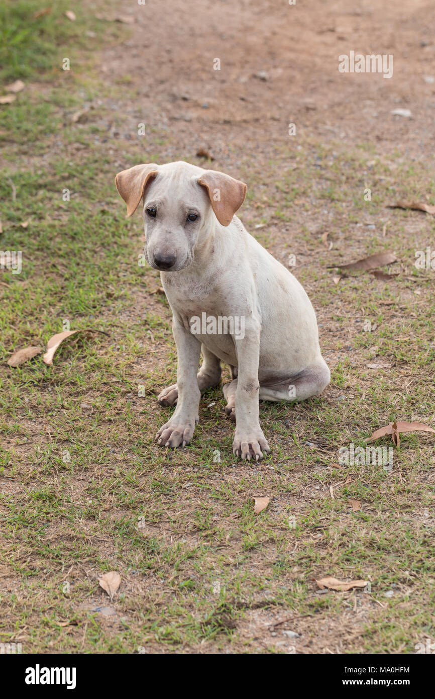 Thai Stray Puppy Dog Stock Photo - Alamy