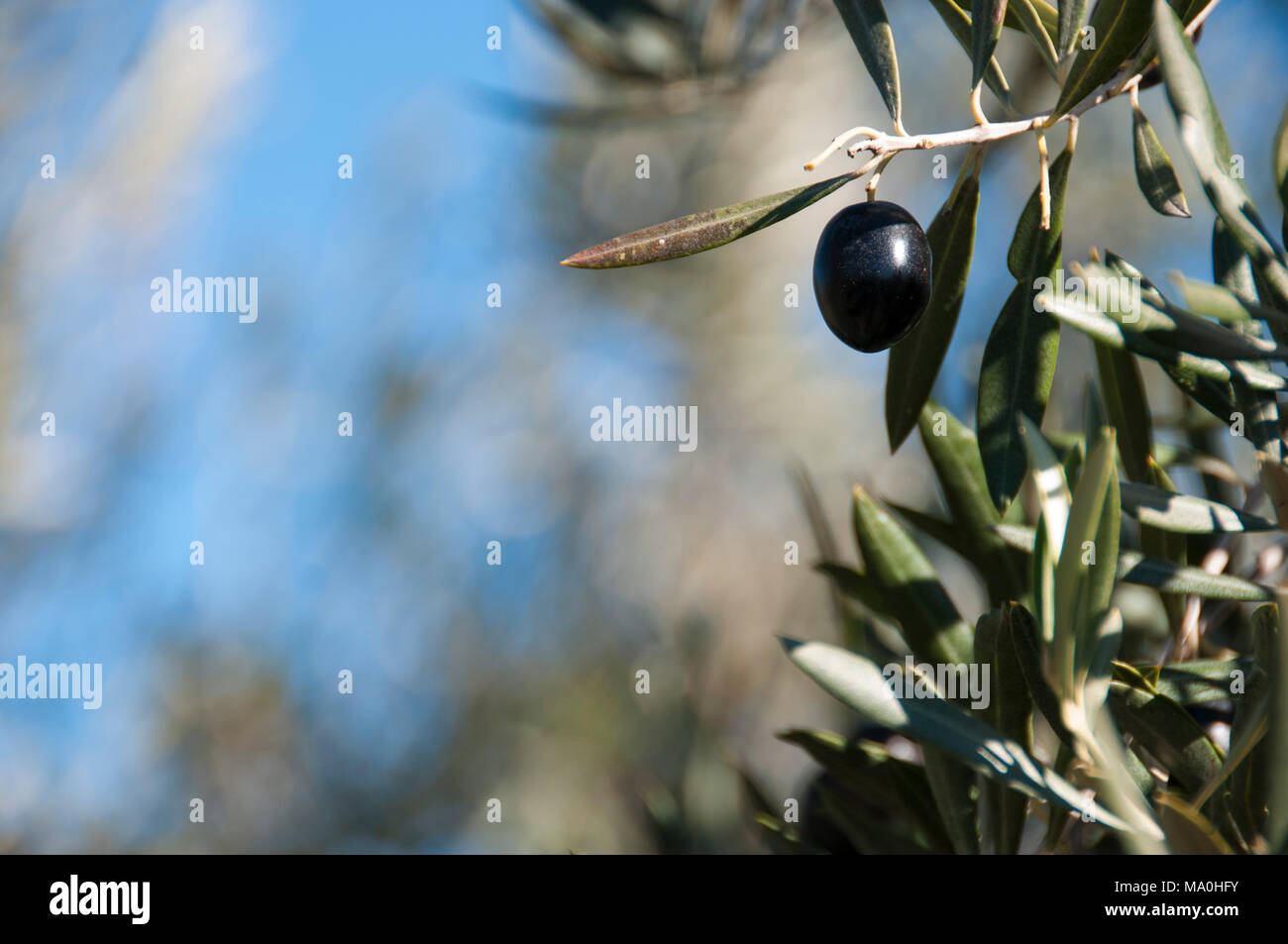 Fresh olives growing on an olive tree Stock Photo - Alamy