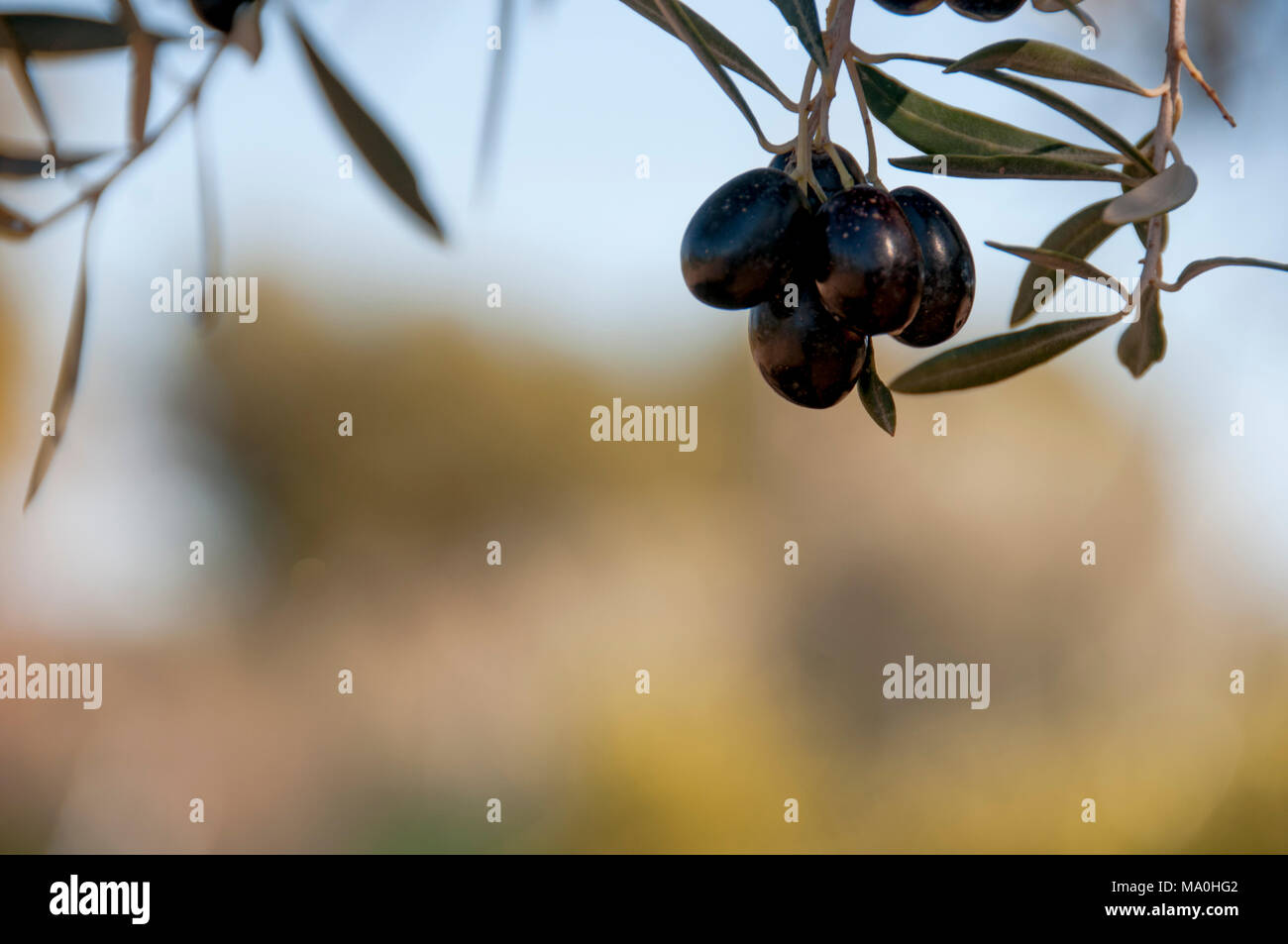 Fresh olives growing on an olive tree Stock Photo - Alamy