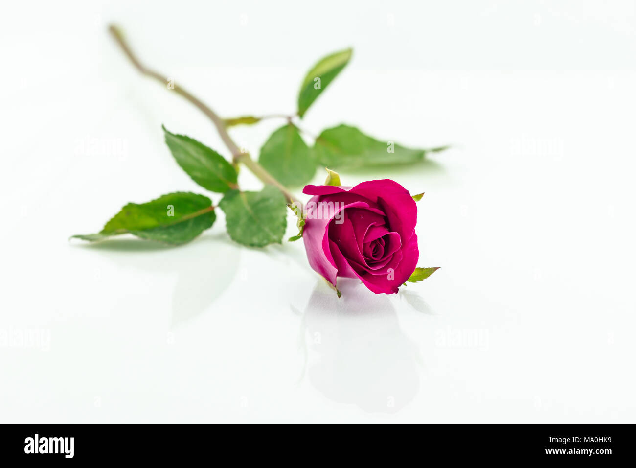 pink rose isolated with shadow horizontally Stock Photo - Alamy