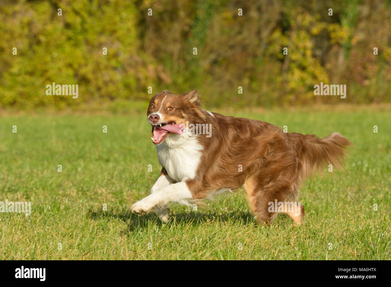 Australian shepherd dog running in hi-res stock photography and images ...