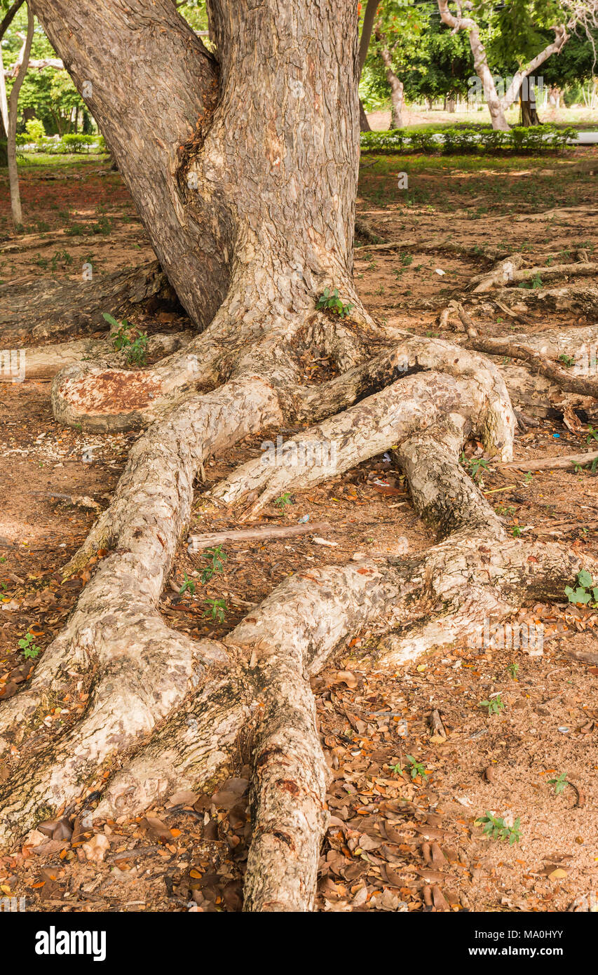 Grow big and strong hi-res stock photography and images - Alamy