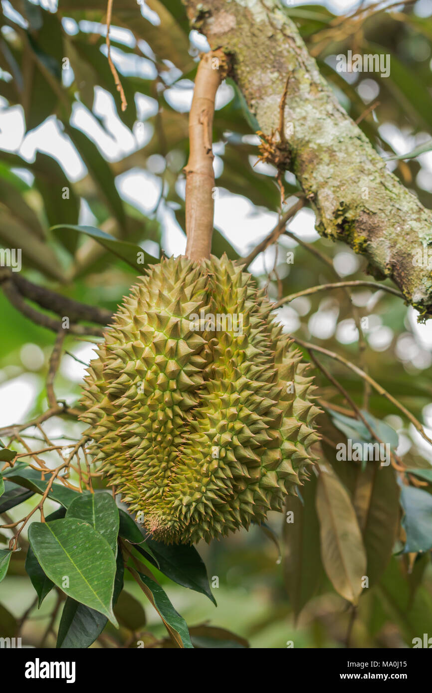 Durian shape hi-res stock photography and images - Alamy
