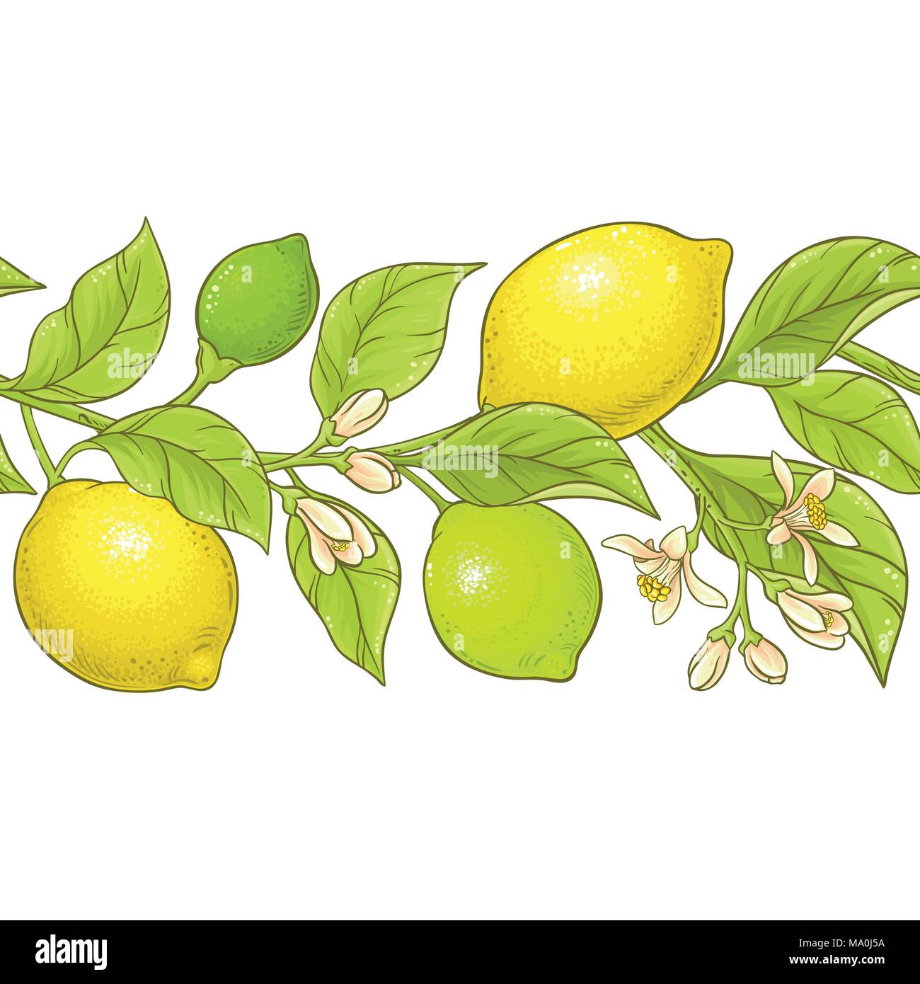 Lemon on branch Stock Vector Images - Alamy