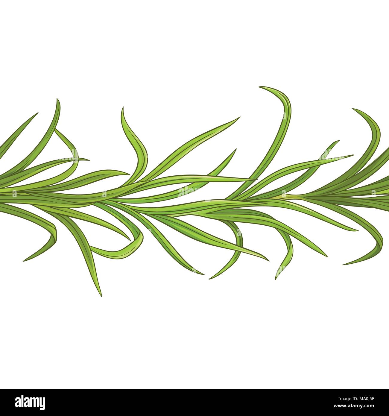 lemongrass plant vector pattern on white background Stock Vector Image ...