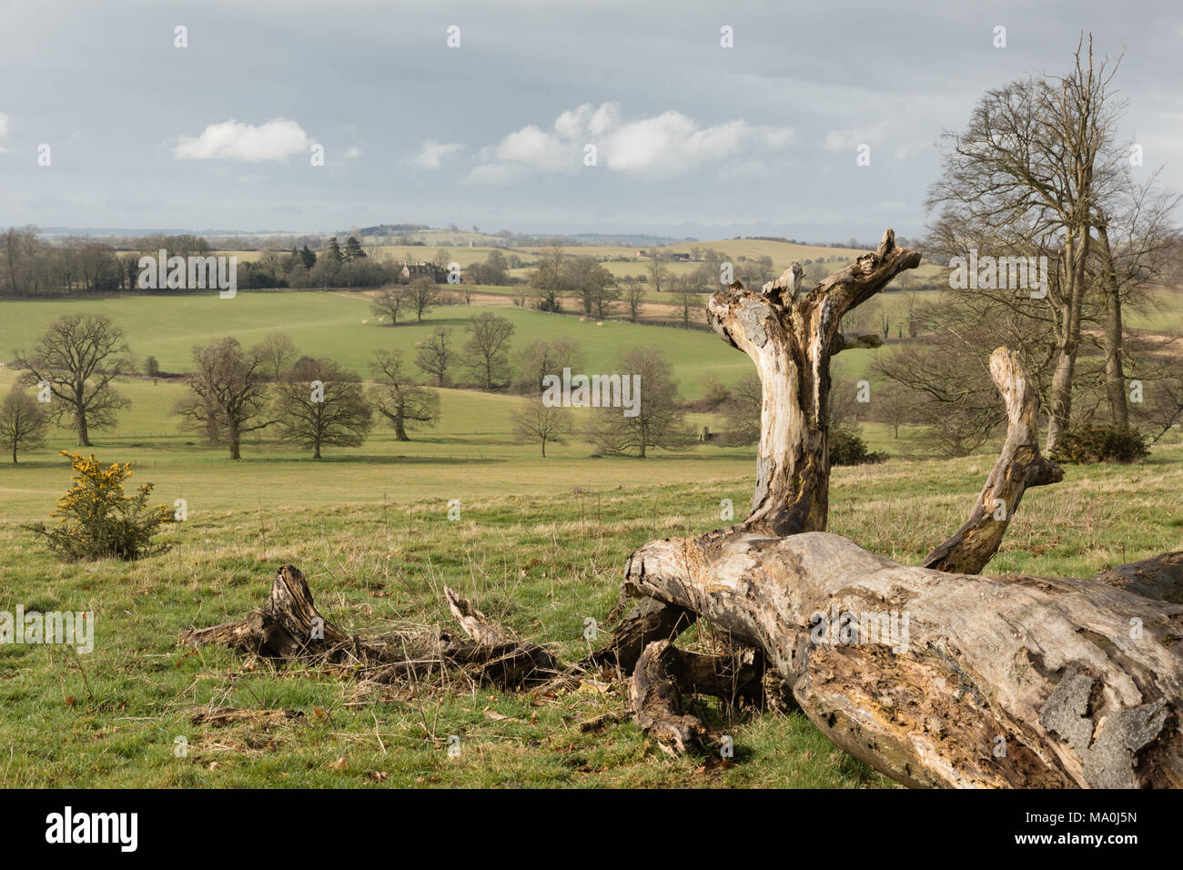 A tree trunk from a fallen tree points into rolling Northamptonshire ...