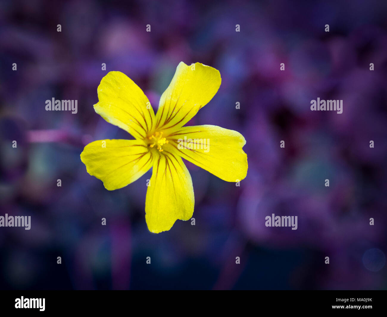 4 o'clock flower hi-res stock photography and images - Alamy
