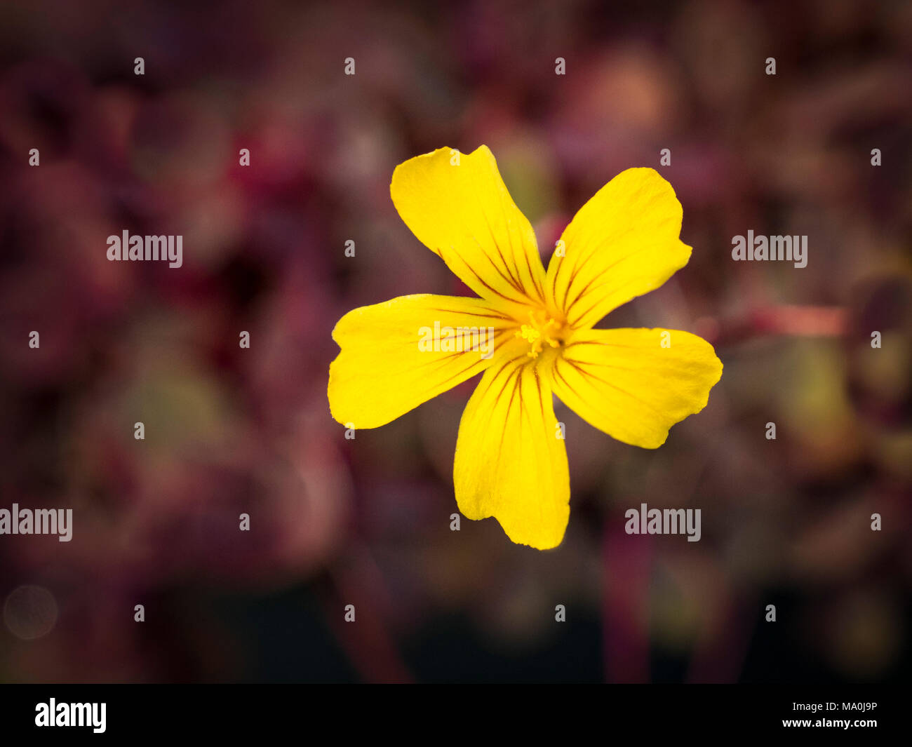 4 o'clock flower hi-res stock photography and images - Alamy