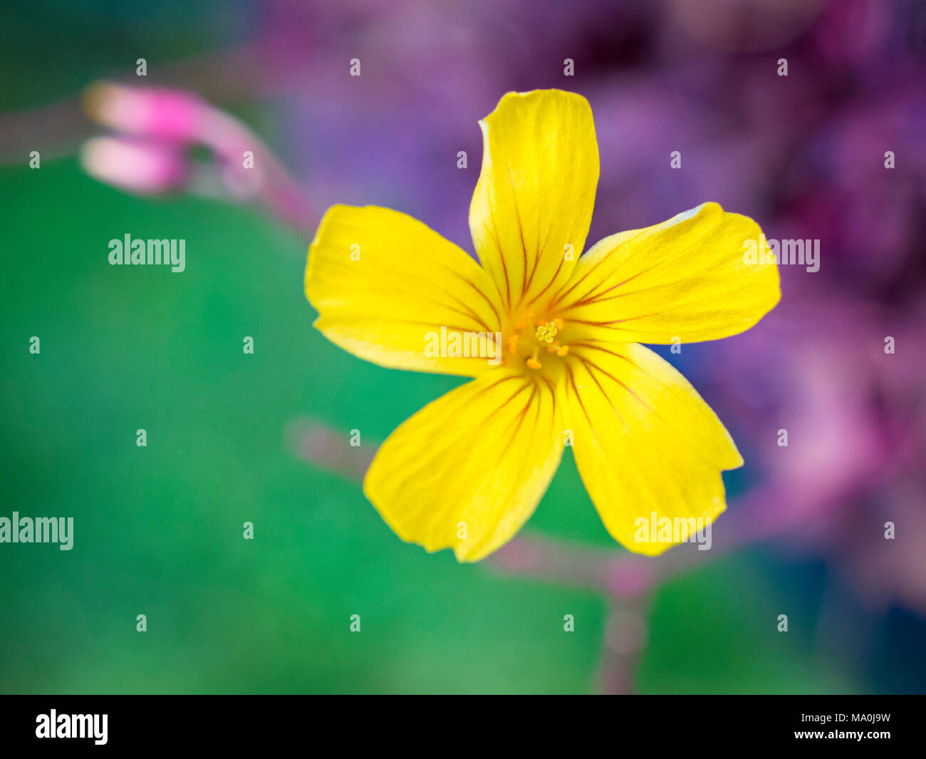 4 o'clock flower hi-res stock photography and images - Alamy