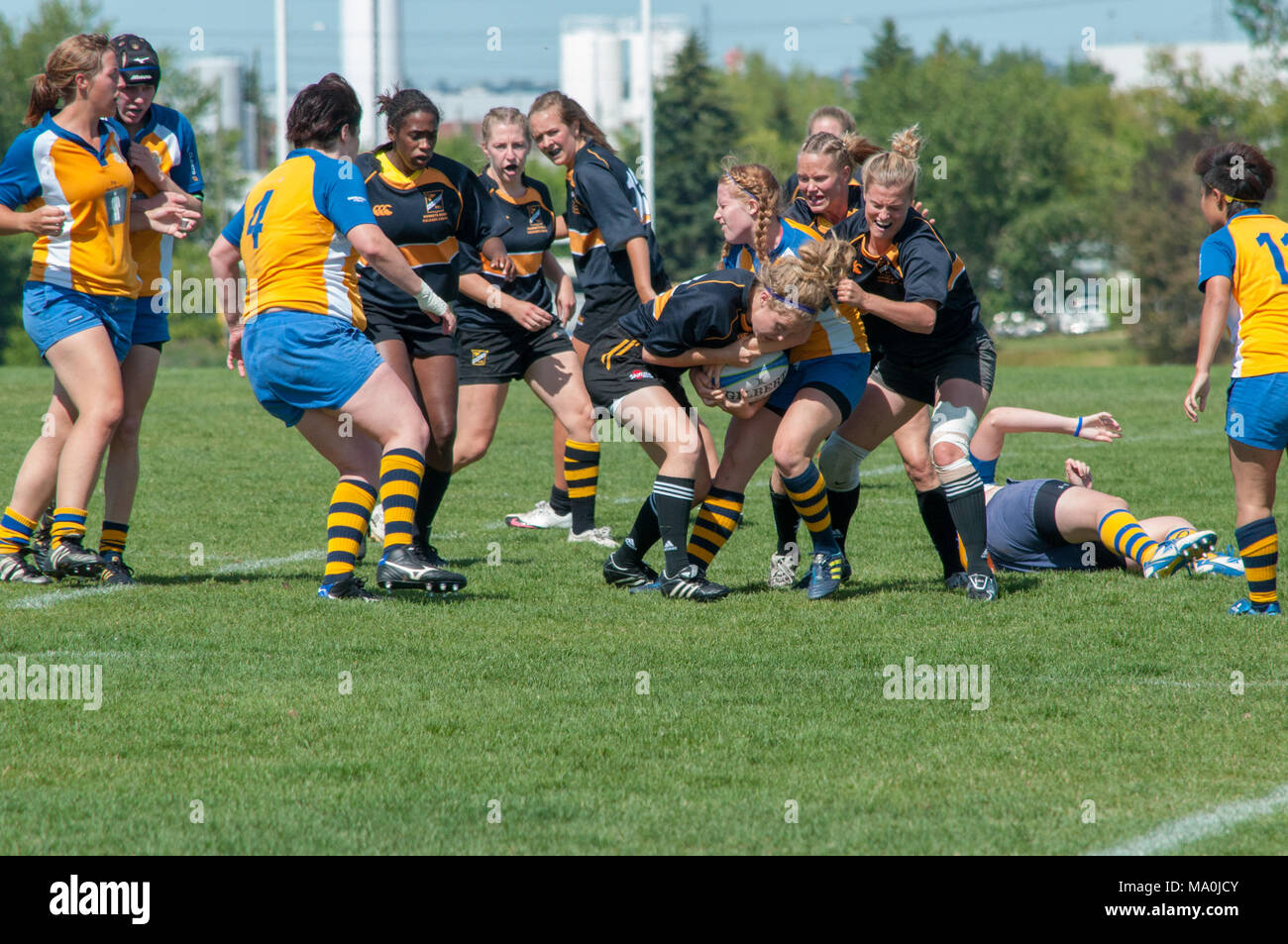 Calgary hornets hi-res stock photography and images - Alamy