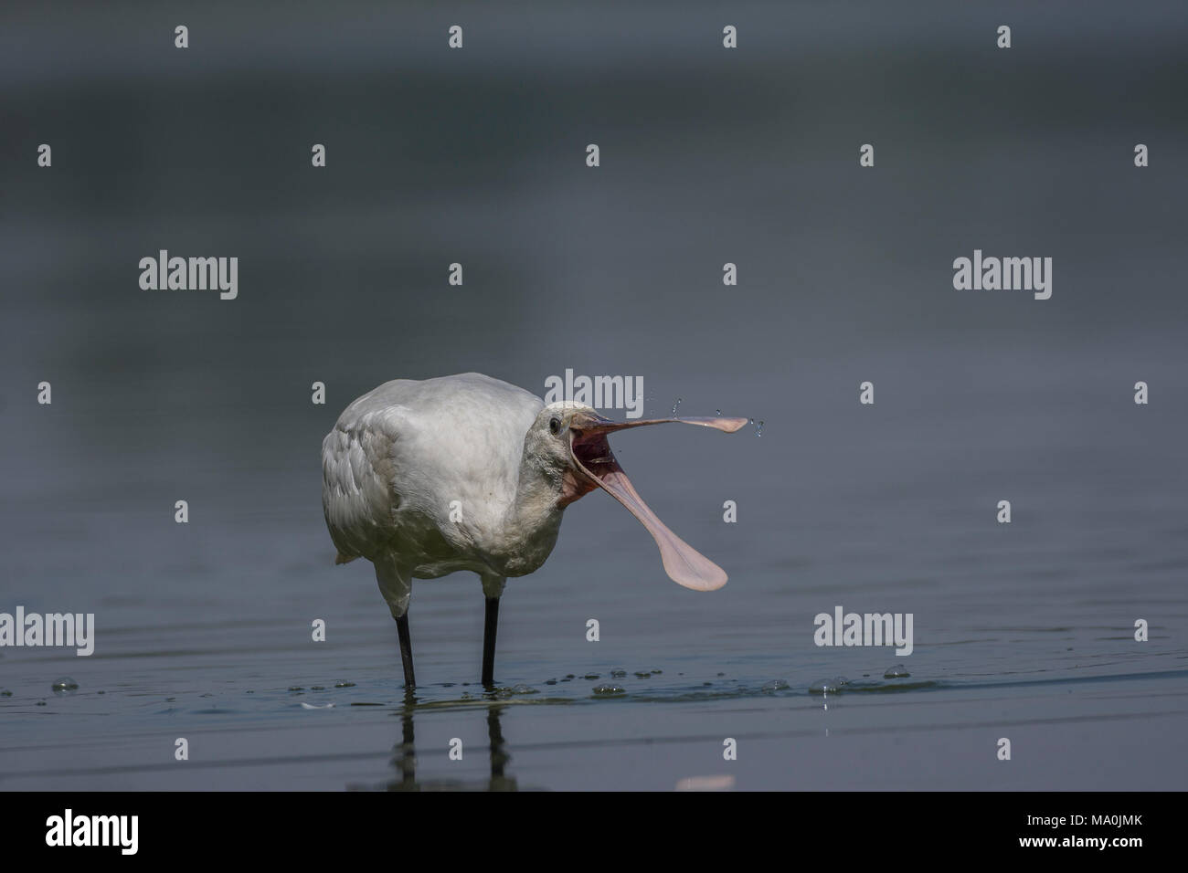 Spoonbill Fishing Tossing Fish Stock Photo - Alamy