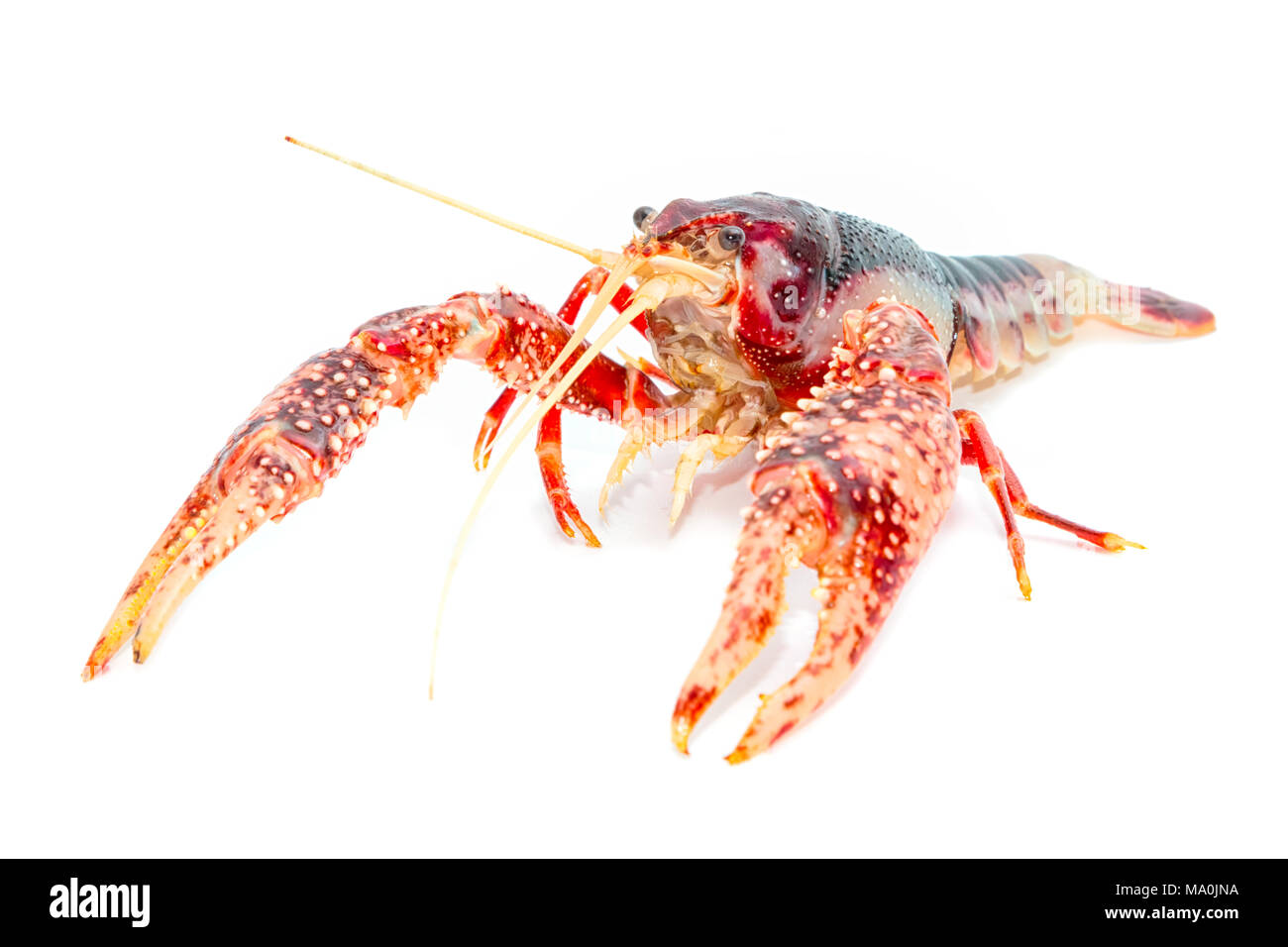 Crayfish ,Fresh water Lobster on white background Stock Photo - Alamy