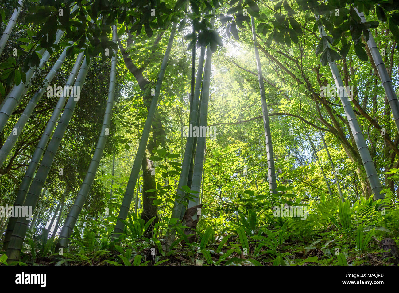 The flourish bamboo forest, Adgara, Georgia Stock Photo - Alamy