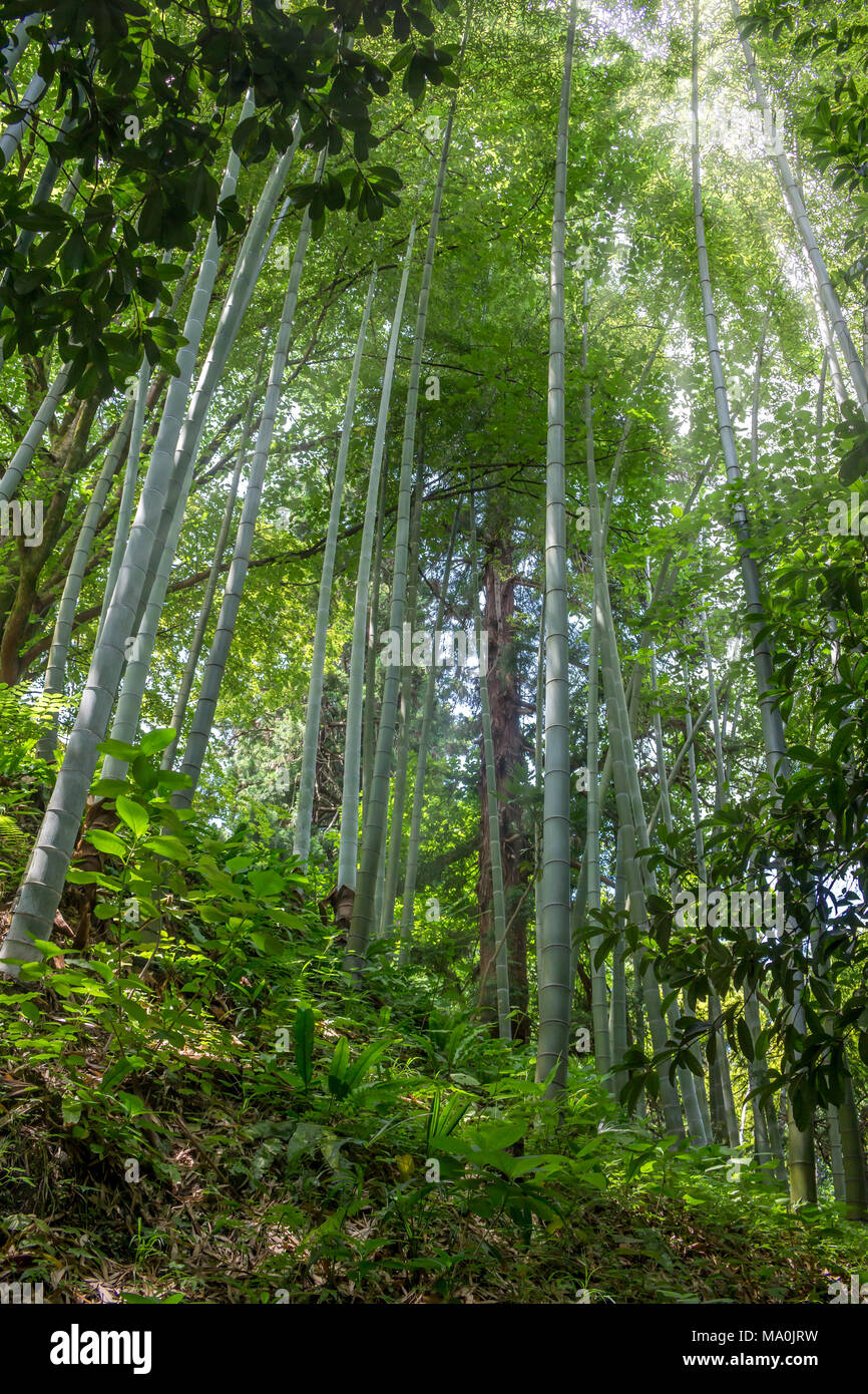 The flourish bamboo forest, Adgara, Georgia Stock Photo - Alamy