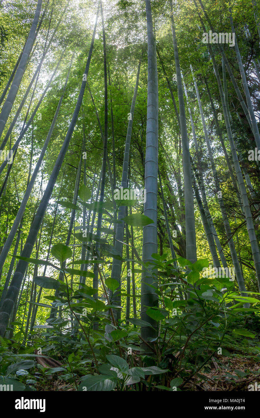 The flourish bamboo forest, Adgara, Georgia Stock Photo - Alamy