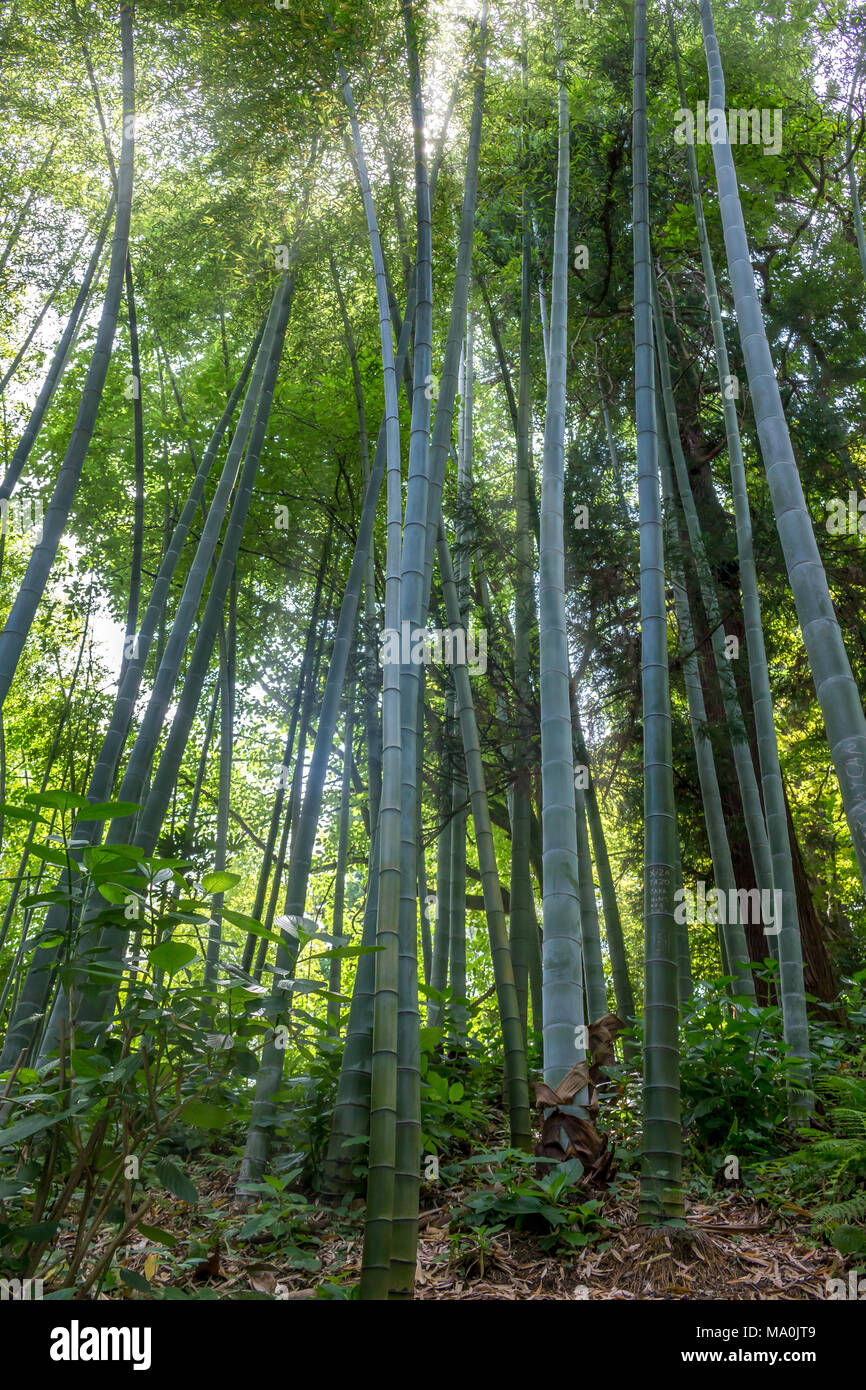The flourish bamboo forest, Adgara, Georgia Stock Photo - Alamy