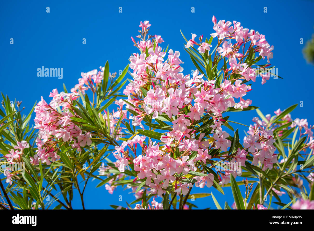 Nerium oleander. spring, sunny day Stock Photo - Alamy