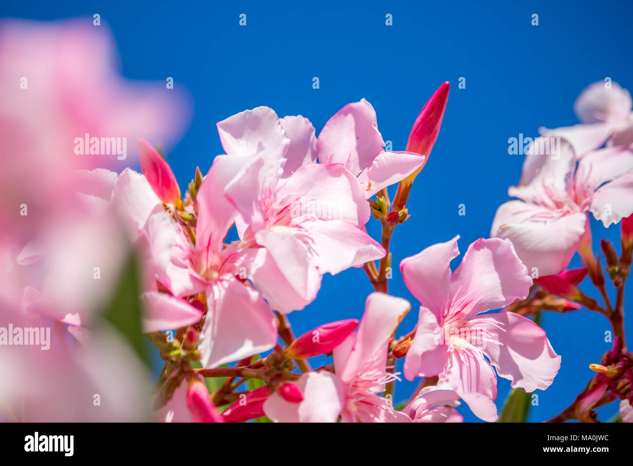 Nerium oleander. spring, sunny day Stock Photo - Alamy