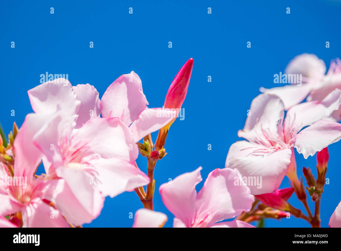 Nerium oleander. spring, sunny day Stock Photo - Alamy