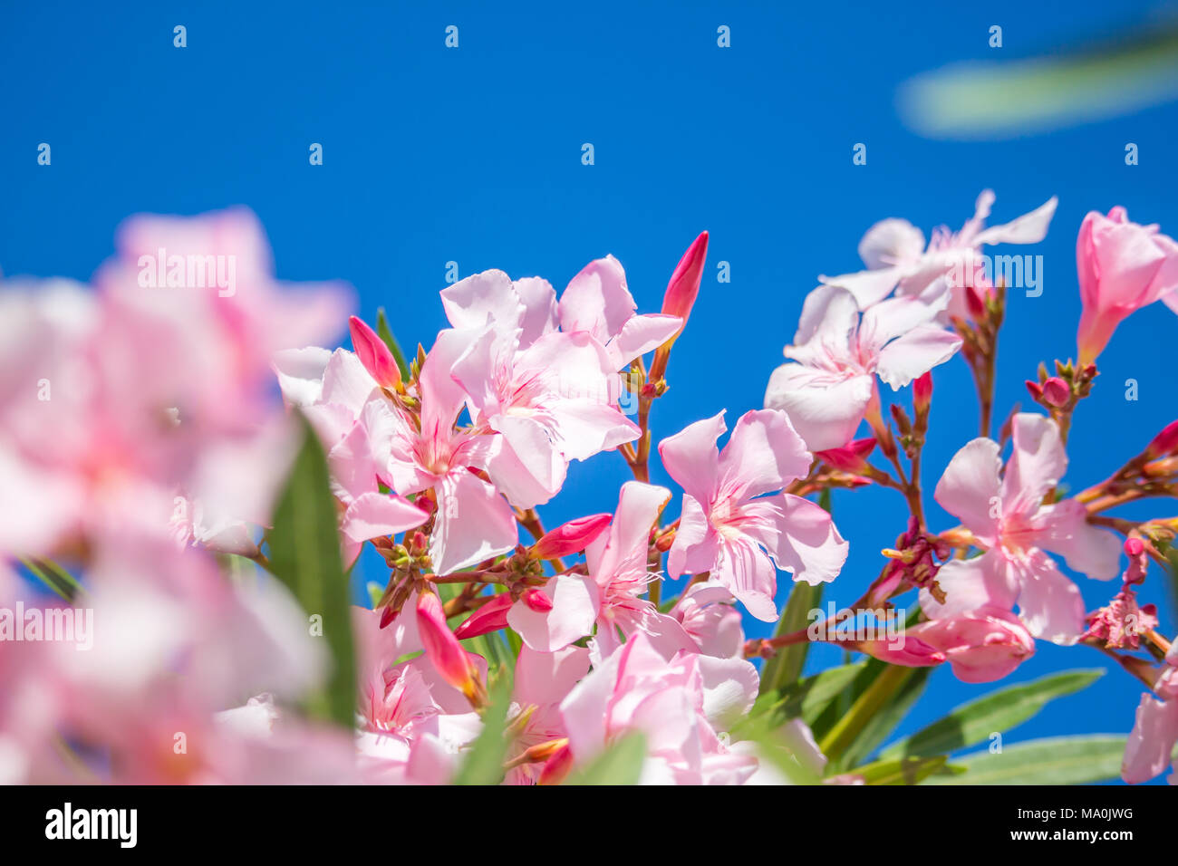 Nerium oleander. spring, sunny day Stock Photo - Alamy