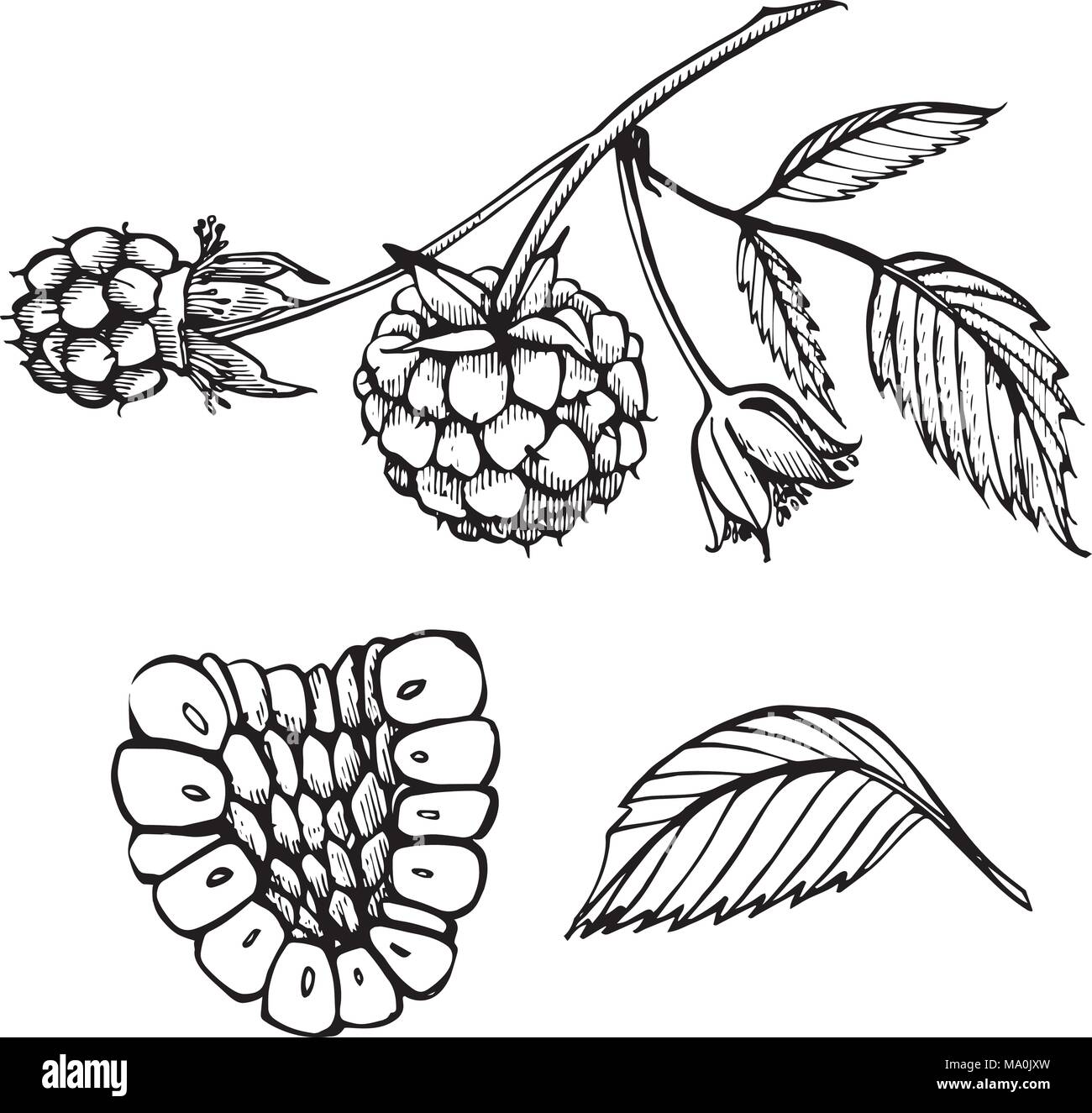 Hand drawn raspberry set isolated on white background. Retro sketch ...