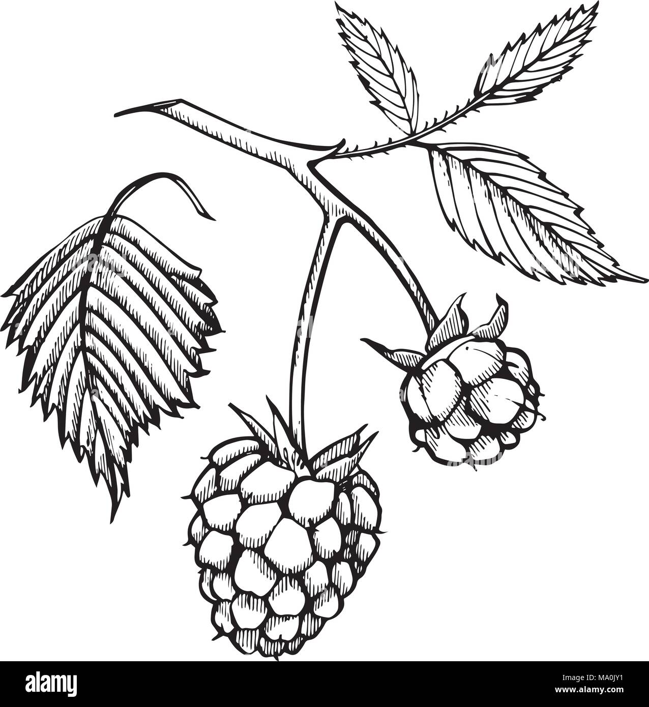 Hand drawn raspberry set isolated on white background. Retro sketch ...